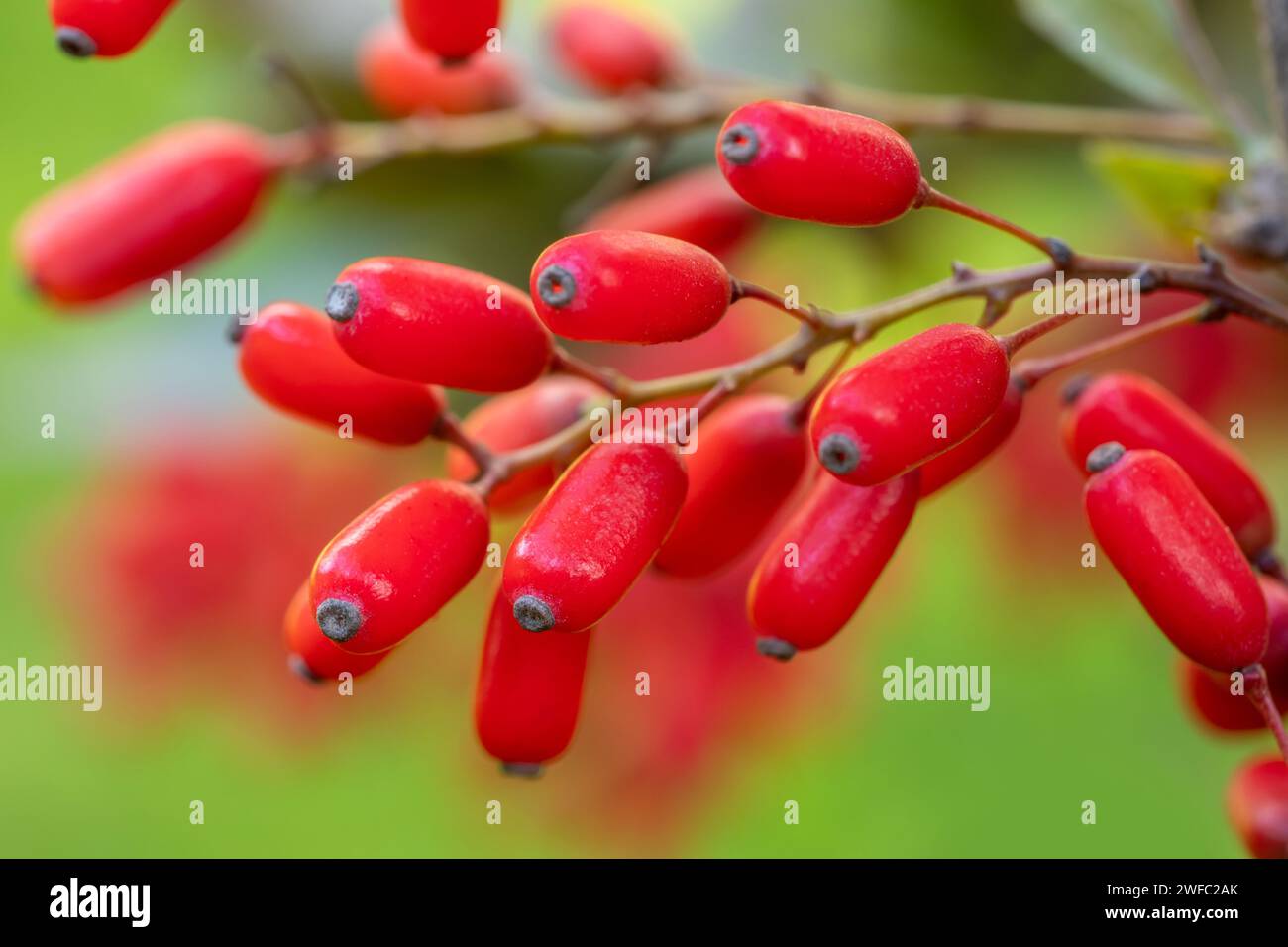 Barberry Berberis vulgaris branch fresh ripe berries natural green ...