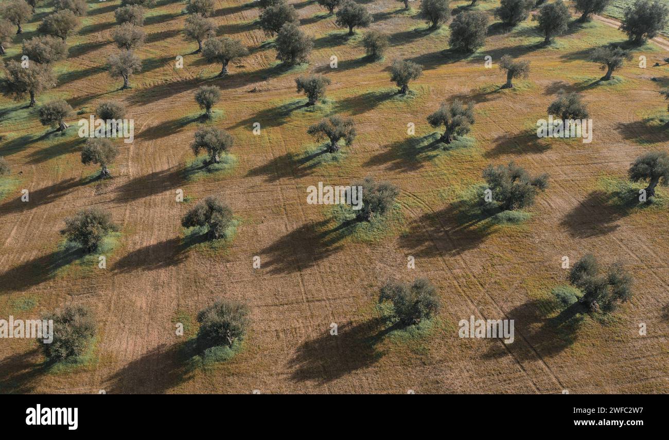 aerial view of Olive trees cultivation landscape in portugal drone view ...
