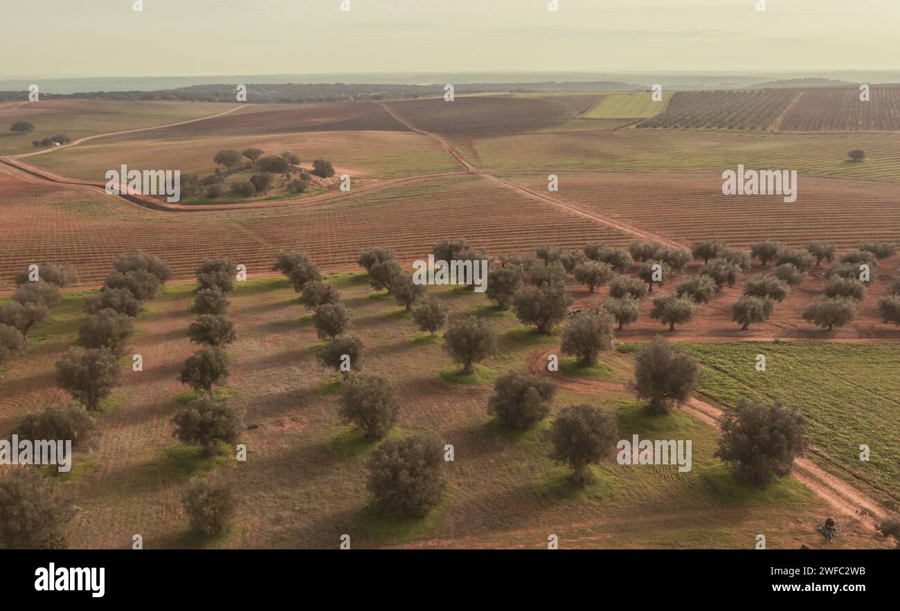 aerial view of Olive trees cultivation landscape in portugal drone view ...