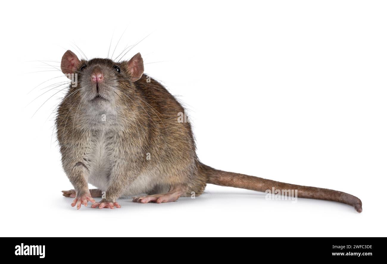 Adorable brown pet rat, standing side ways. Nose up sniffing towards ...