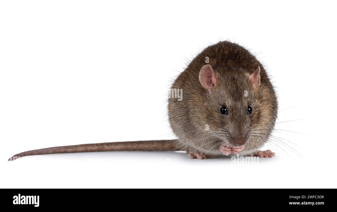 Animal paws detail Cut Out Stock Images & Pictures - Alamy