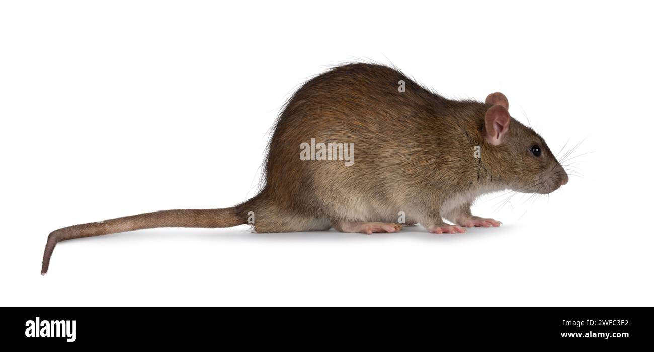 Adorable brown pet rat, standing side ways. Looking side ways away from ...