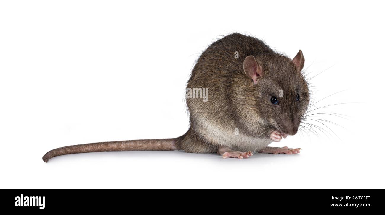 Adorable brown pet rat, sitting side ways washing paws. Looking towards ...