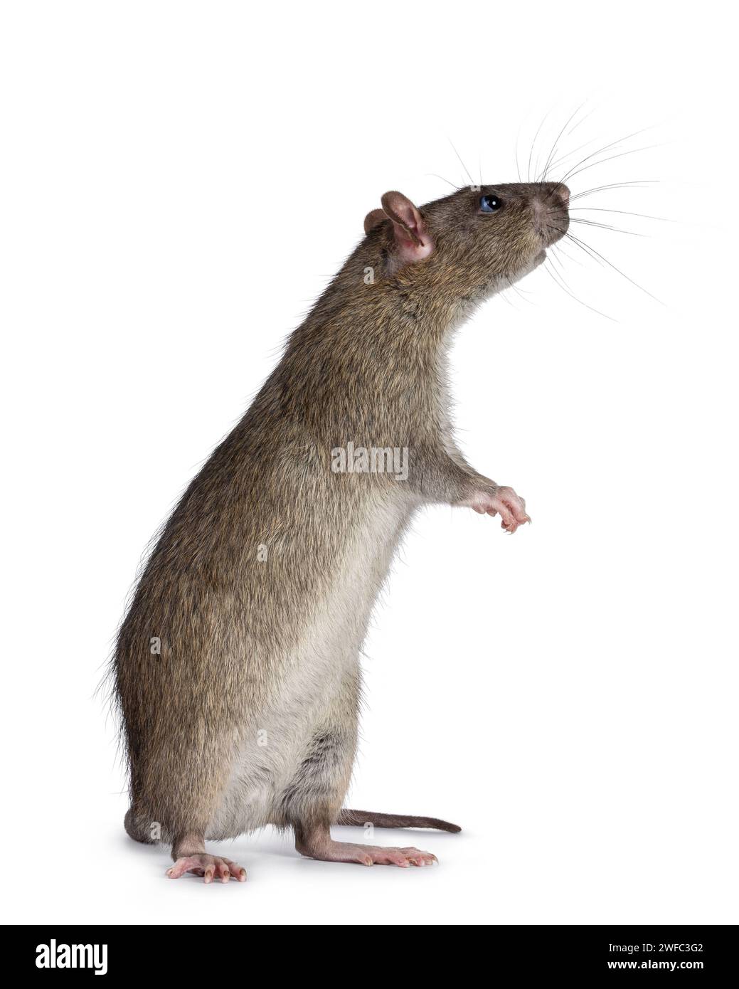 Adorable brown pet rat, standing side ways on hind legs. Nose up ...
