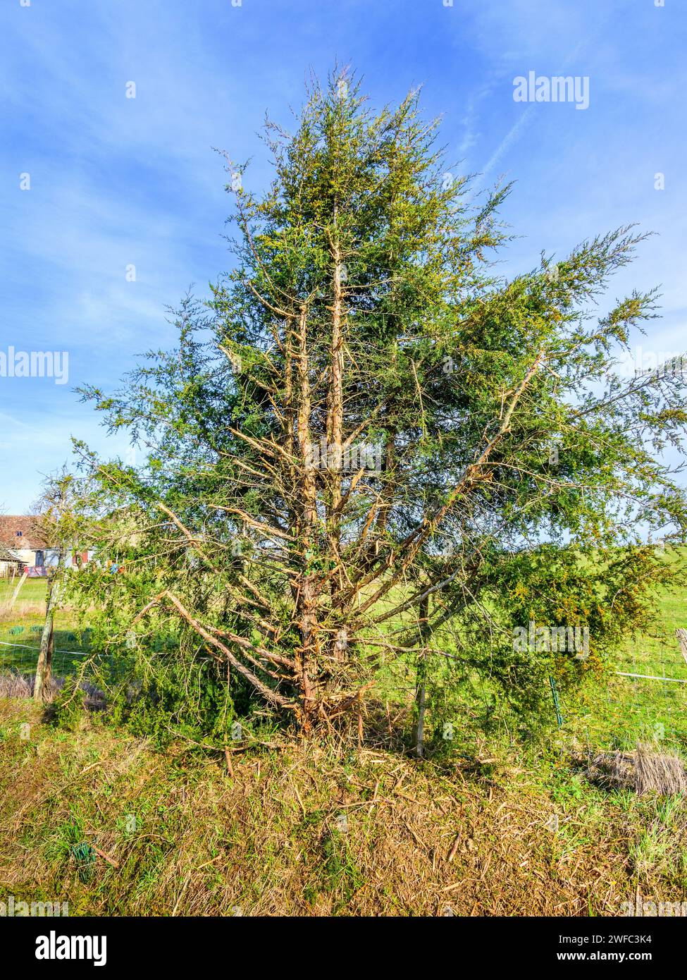 Roadside evergreen tree stripped of half its branches by mechanised ...