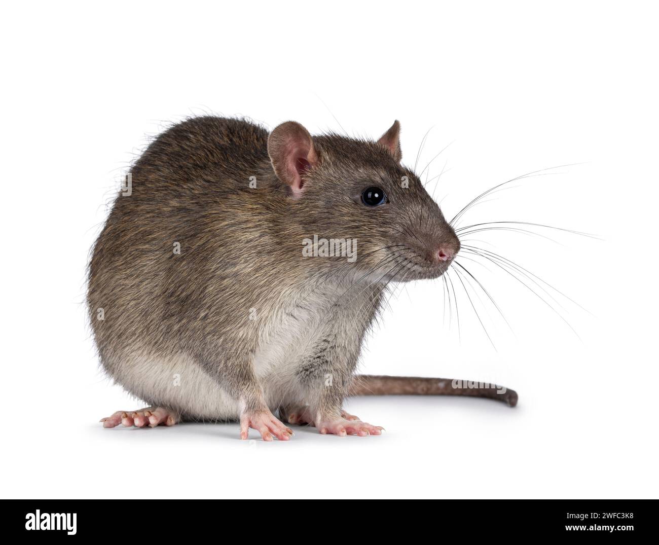 Adorable brown pet rat, standing diagonal. Looking beside camera ...