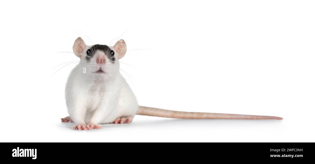Adorable white masked pet rat, standing facing front. Looking straight ...