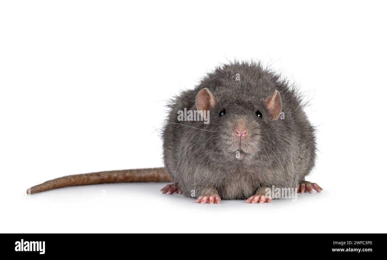 Adorable rex pet rat, standing facing front. Looking straight into ...