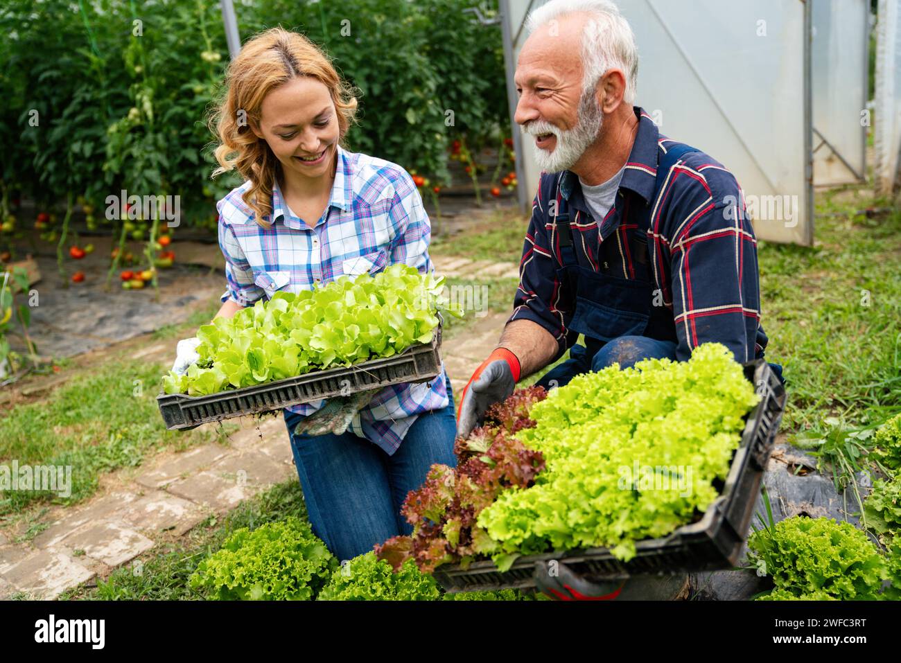 Farmer workers harvesting lettuce and vegetables from the greenhouse ...