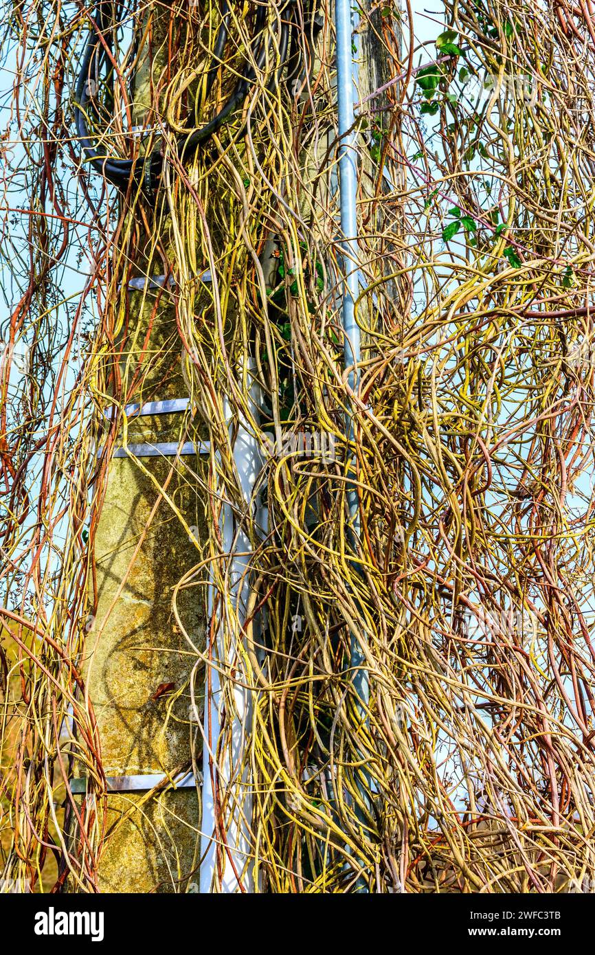 Creeping vine reaching 410 volt transformer on top of high-tension ...