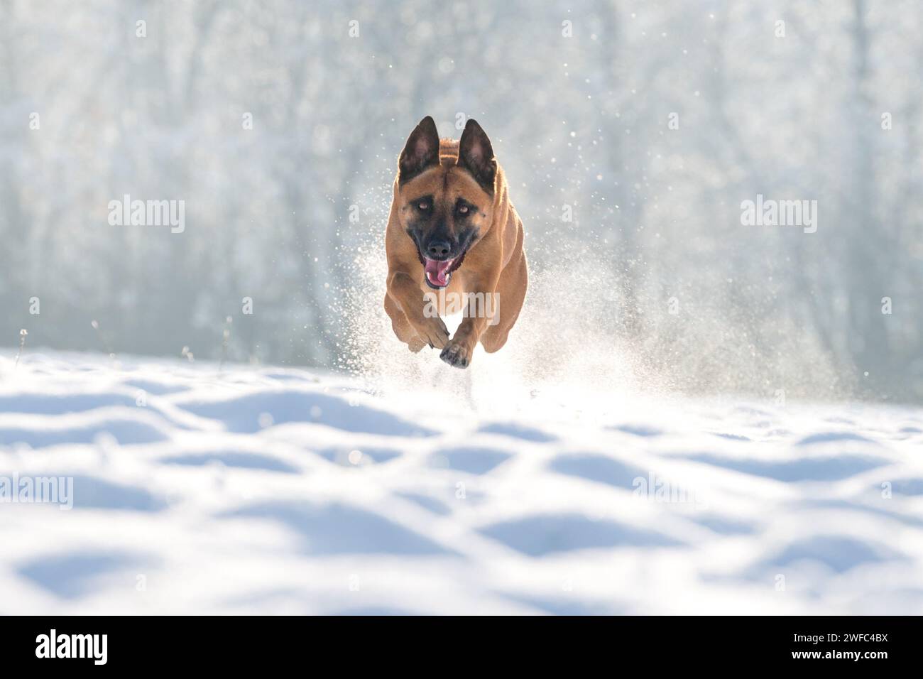 belgian malinois running in snow directly towards the camera Stock ...