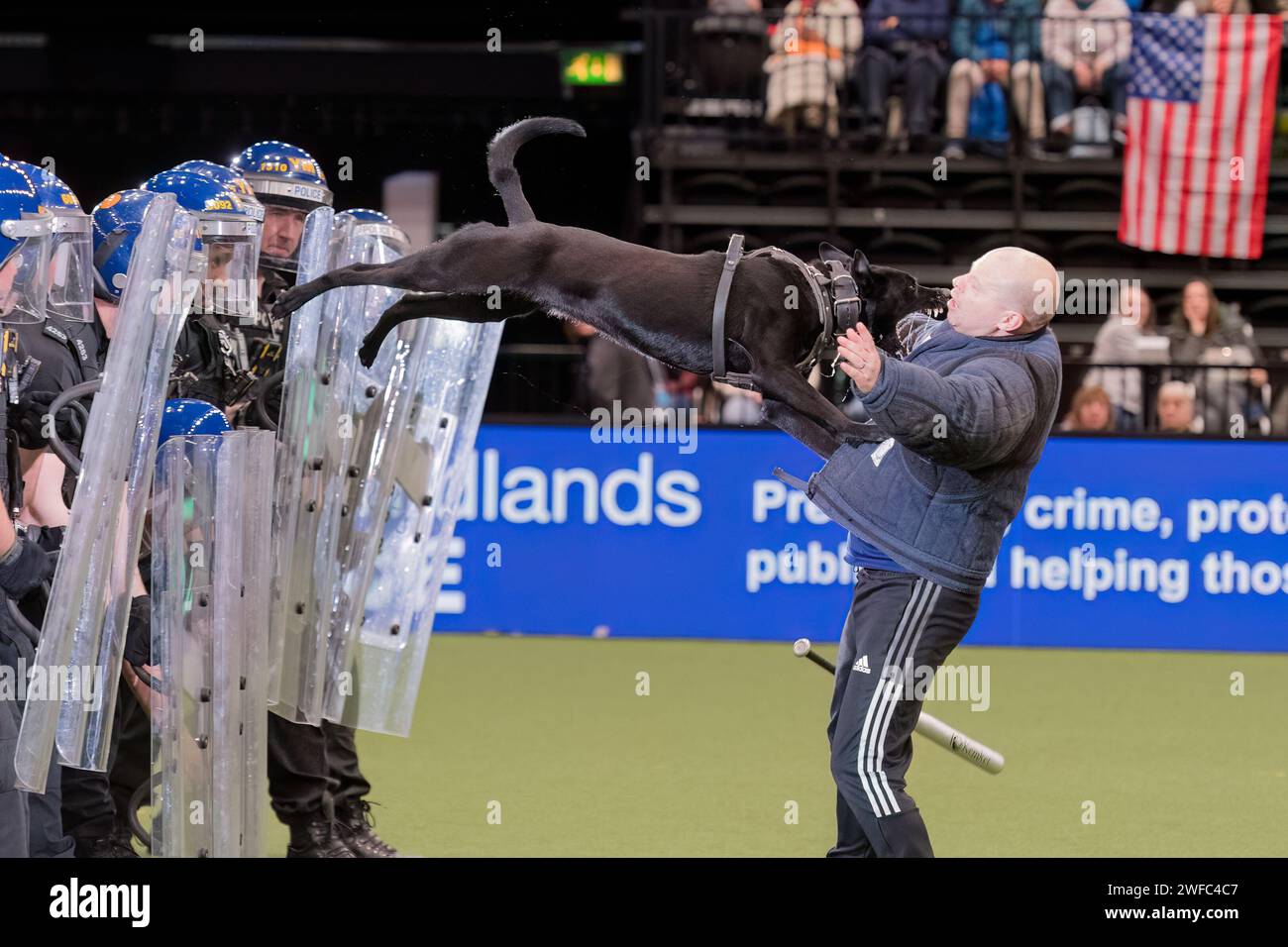 West Midland Police Dog display team at Crufts, GP police dog jumping ...