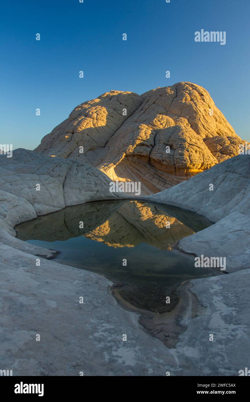 Brain rock reflected in an ephemeral pool in the White Pocket ...