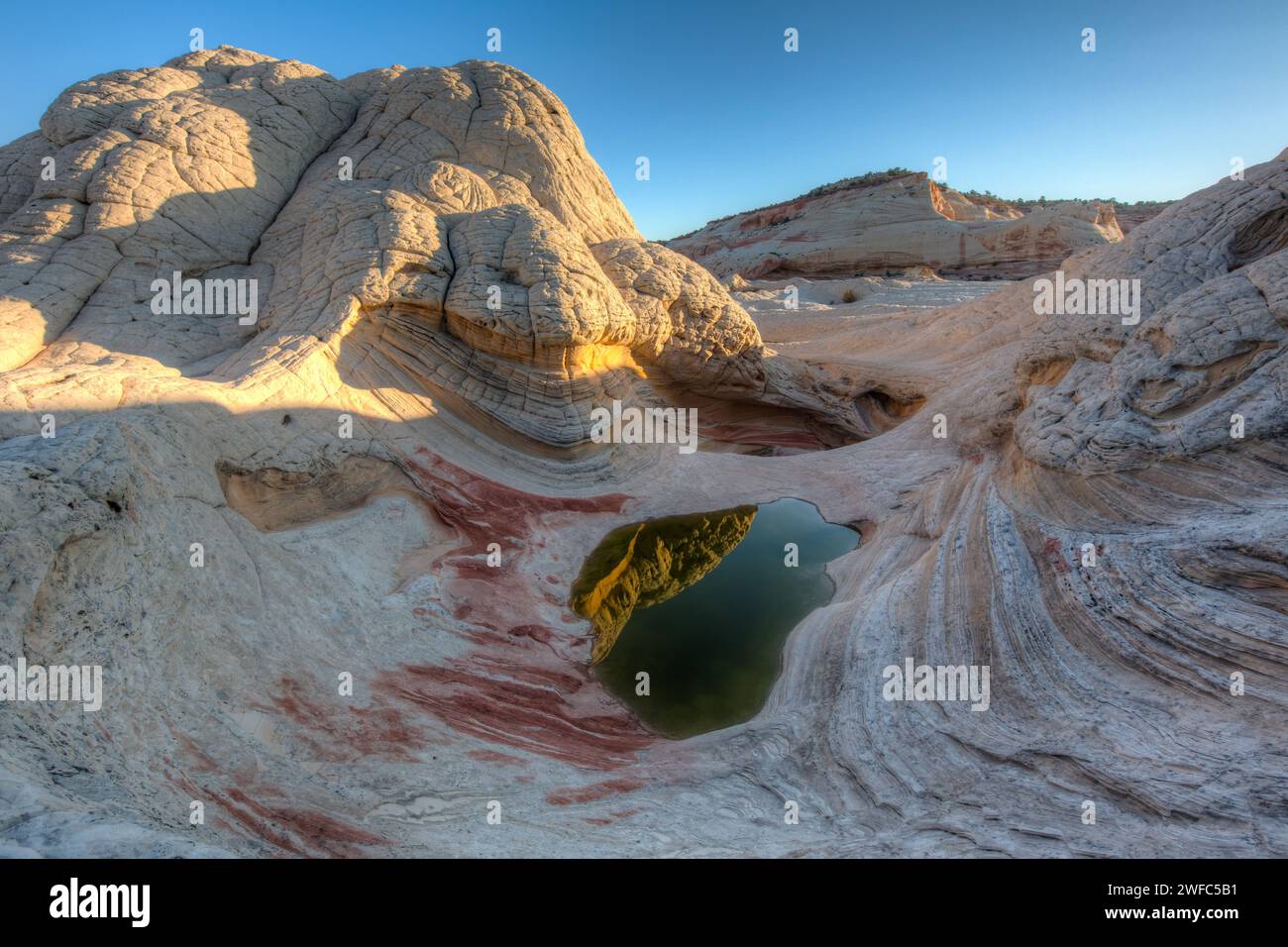 Brain rock reflected in an ephemeral pool in the White Pocket ...