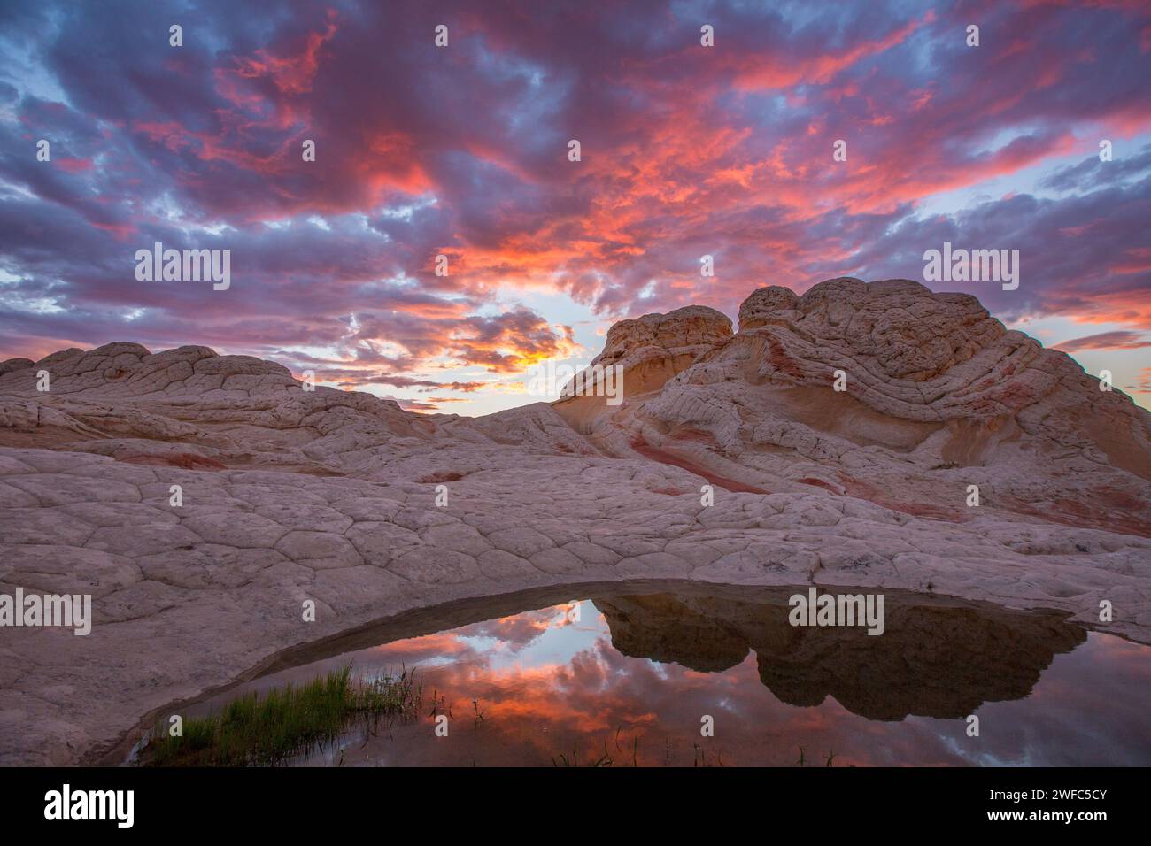Sunset reflection in an ephemeral pool in the White Pocket Recreation ...