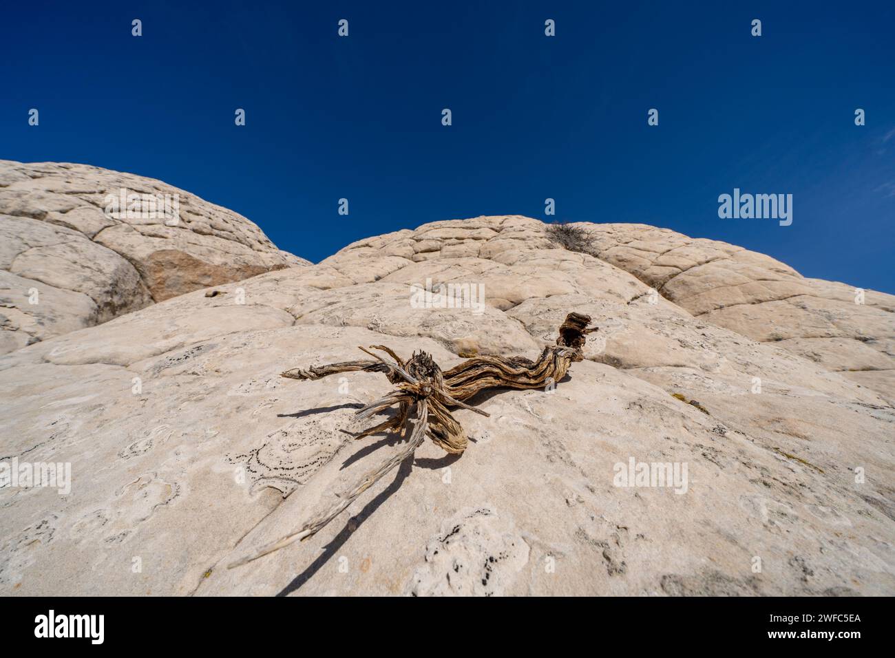 A dead juniper log on white pillow rock or brain rock sandstone in the ...
