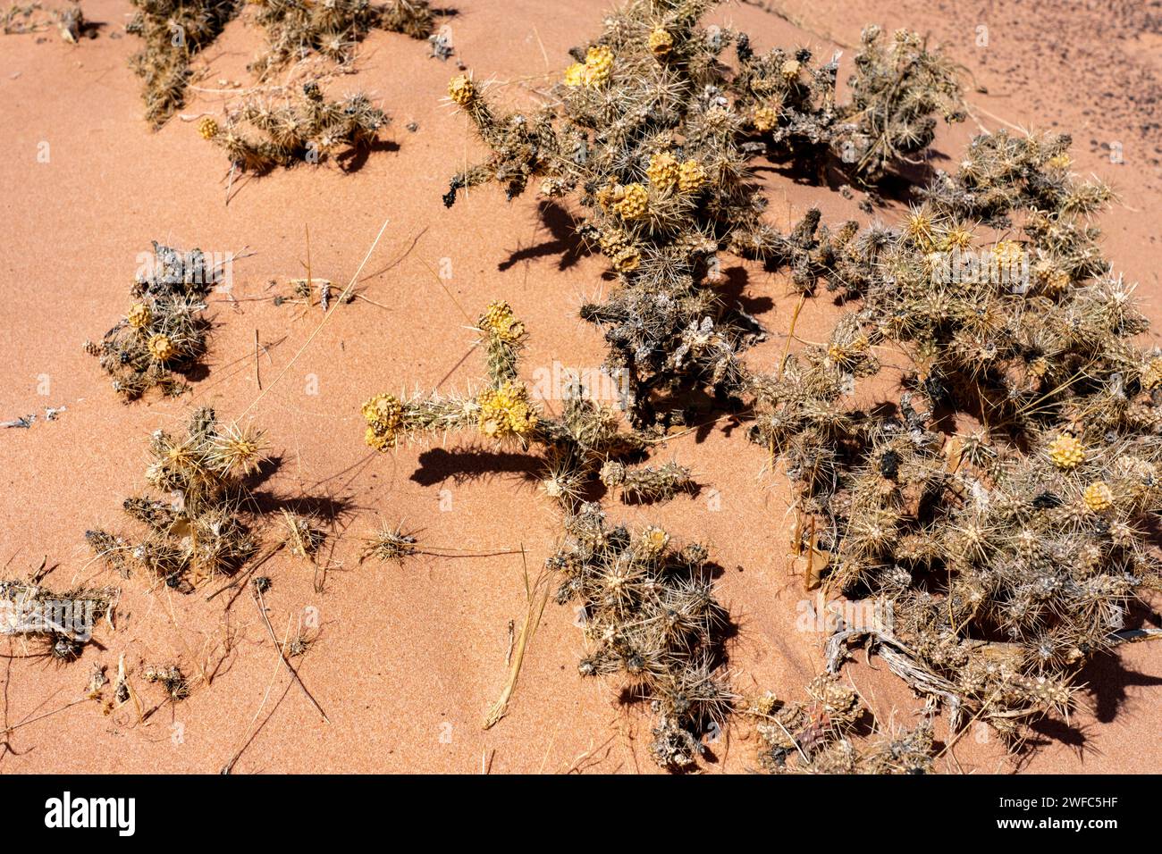 Whipplei hi-res stock photography and images - Alamy