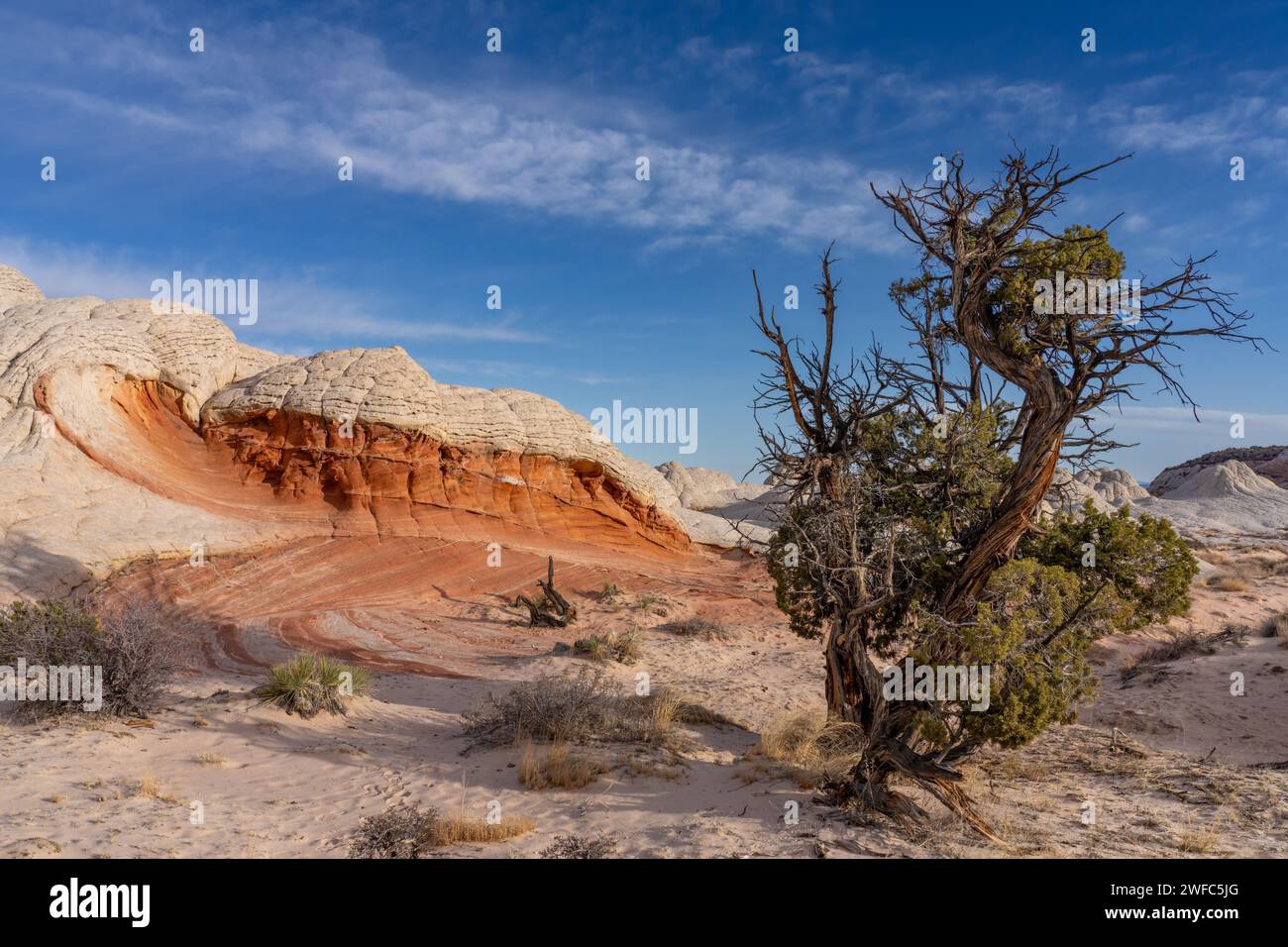 An ancient Utah Juniper Tree, Juniperus osteosperma, in the White Pocket Recreation Area ...