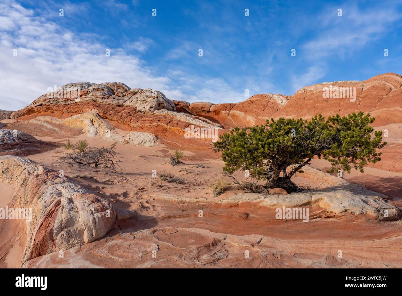 A Colorado Pinyon Pine Tree, Pinus edulis, in the White Pocket ...