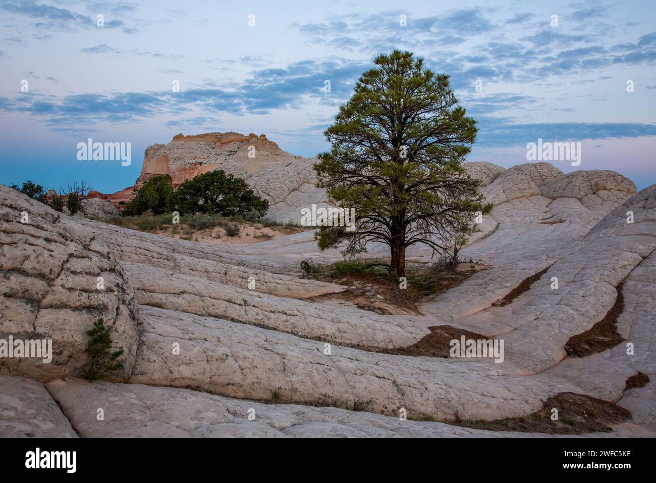 Pondersa pine tree & white pillow rock in the White Pocket Recreation ...