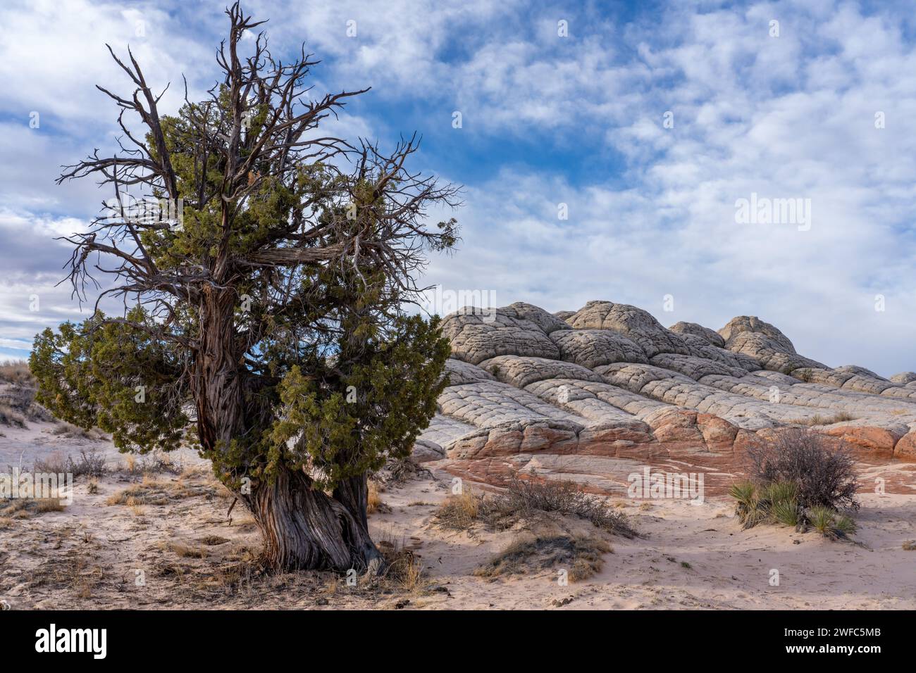 An ancient Utah Juniper Tree, Juniperus osteosperma, in the White ...