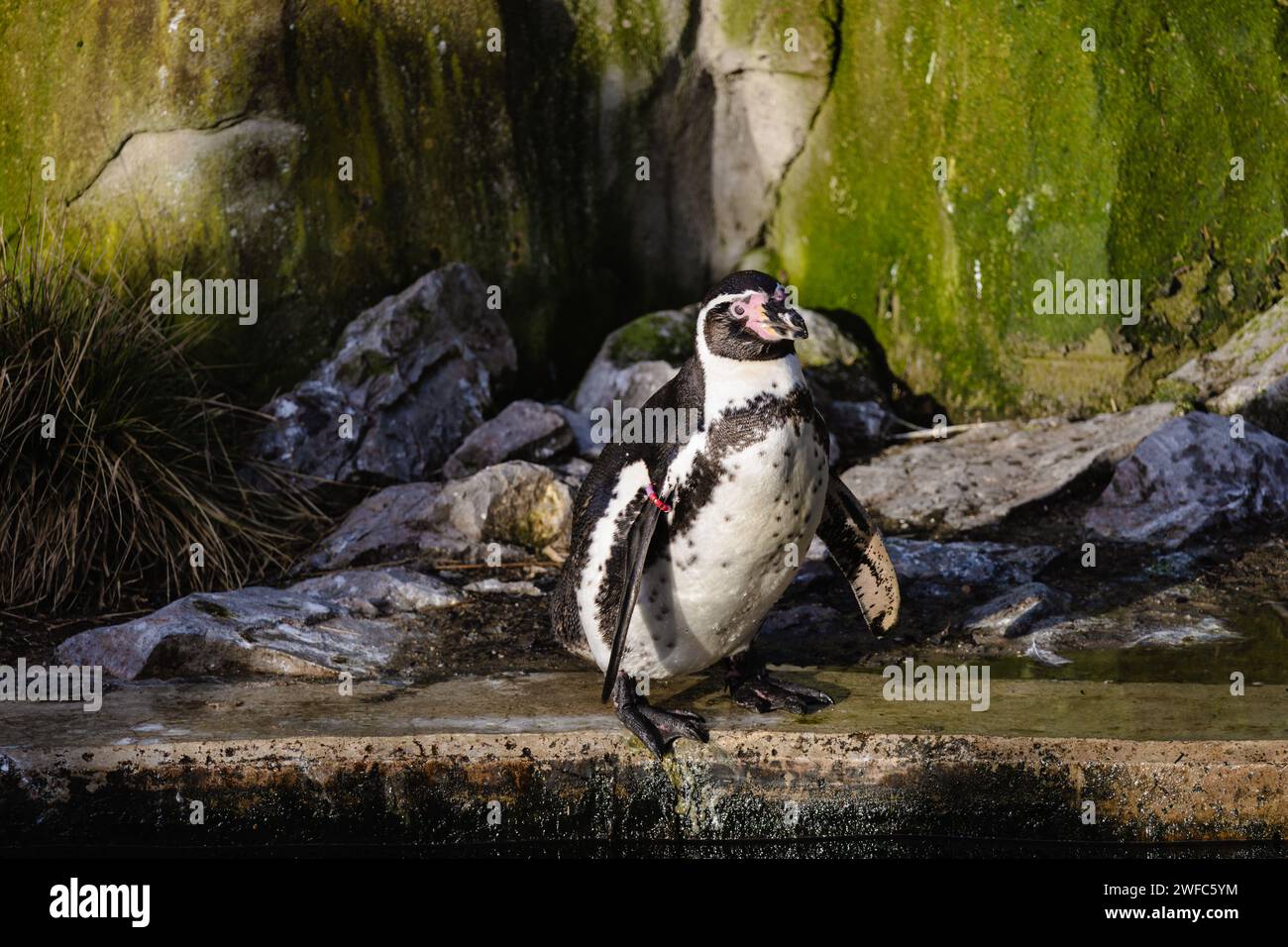 Additional fauna hi-res stock photography and images - Alamy