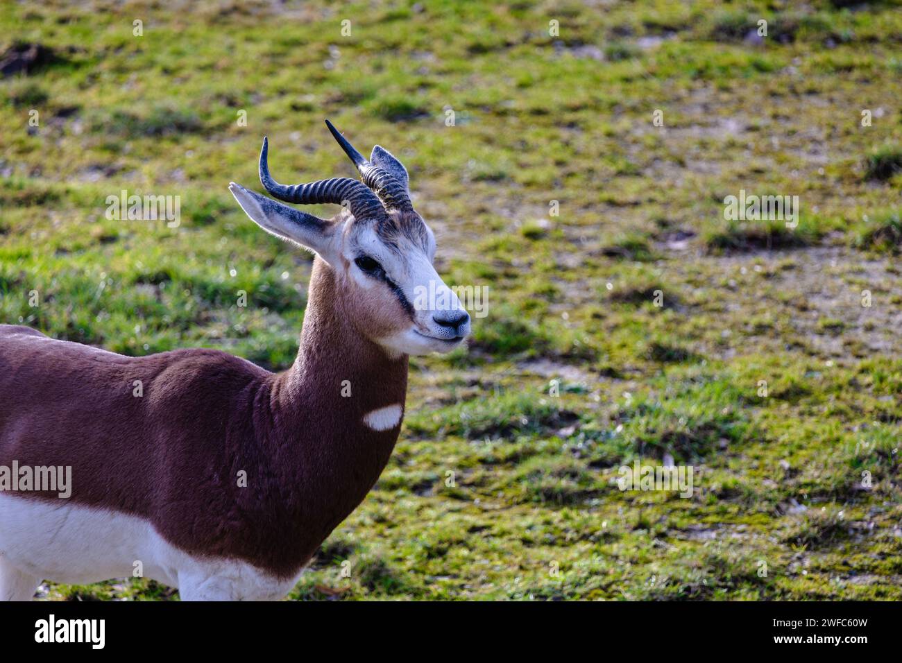 An antelope with magnificent horns grazing on lush grass in a scenic ...