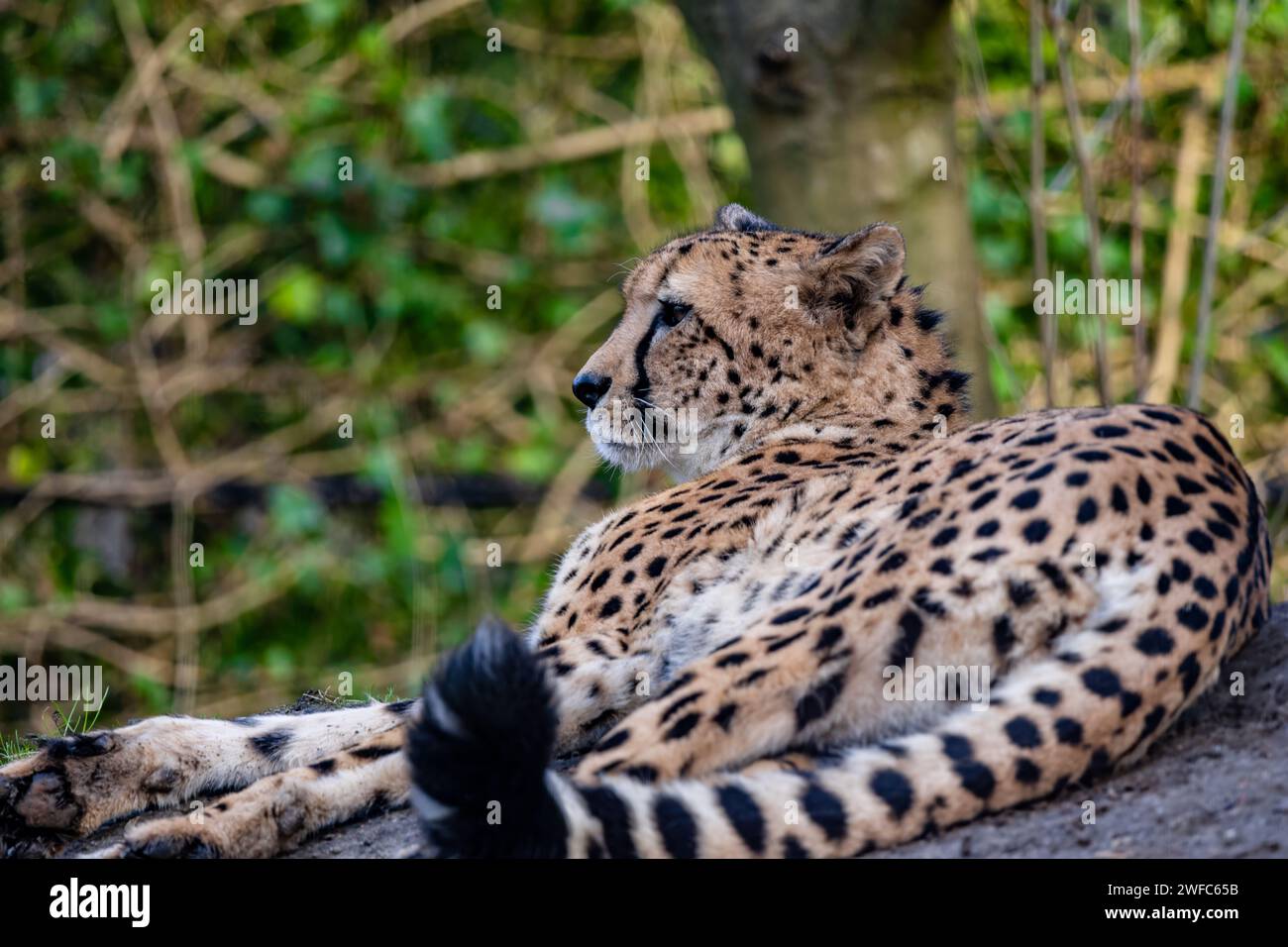 A cheetah resting in its natural habitat with trees in the background ...