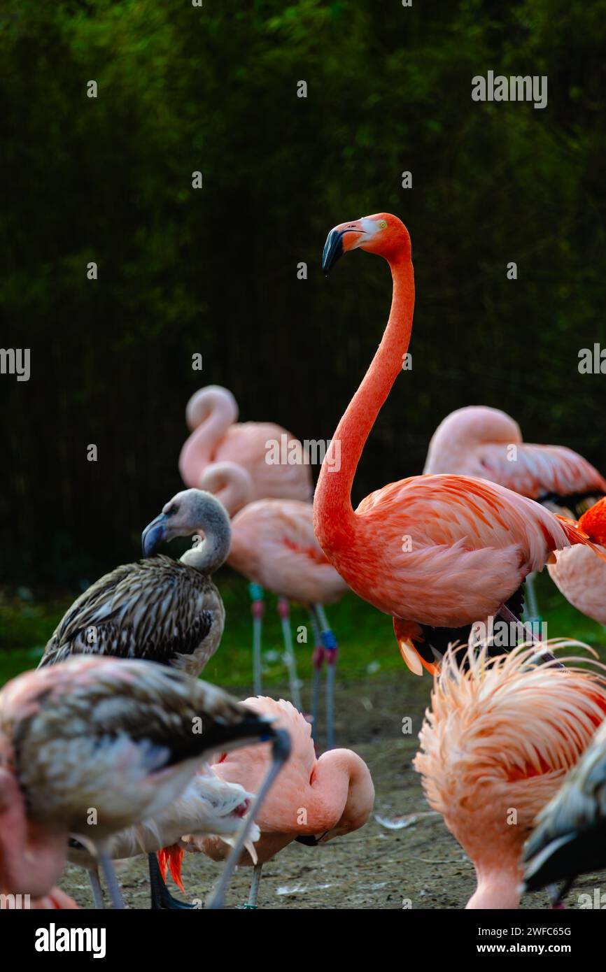 Earth animals hi-res stock photography and images - Alamy