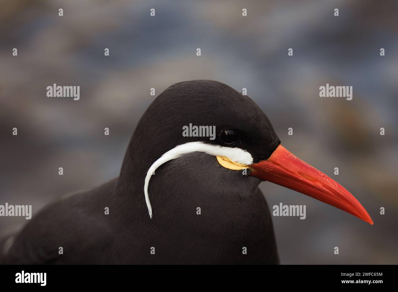 A black and white avian creature with vibrant orange beak perched on ...