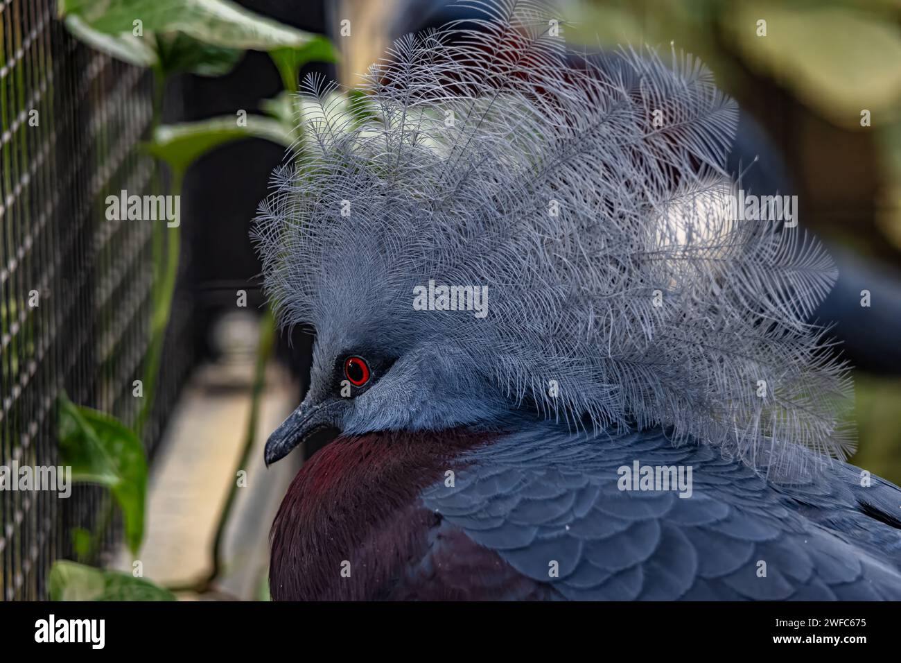 Long feathers hi-res stock photography and images - Alamy