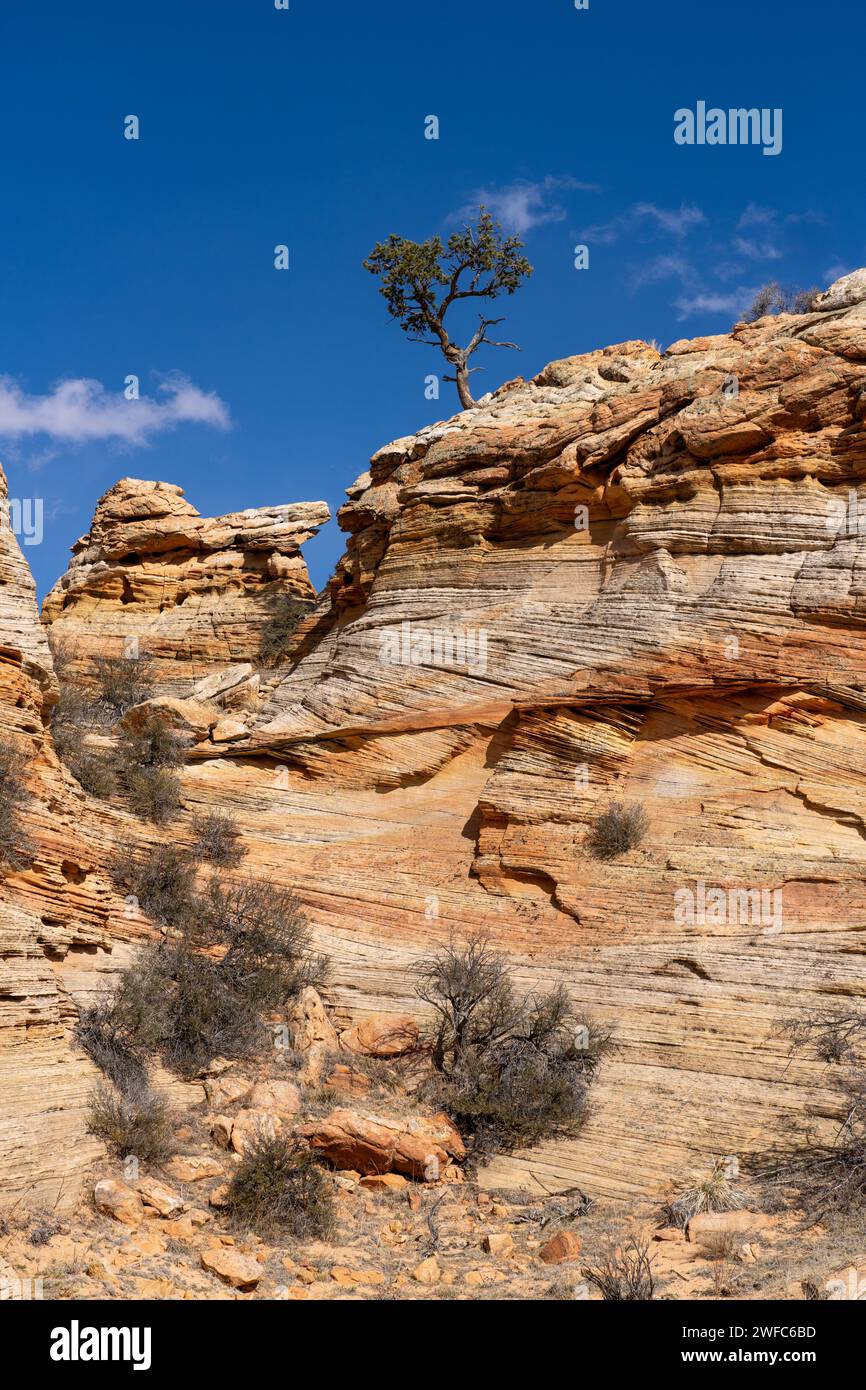 A pinyon tree on a Navajo sandstone rock formation near South Coyote ...