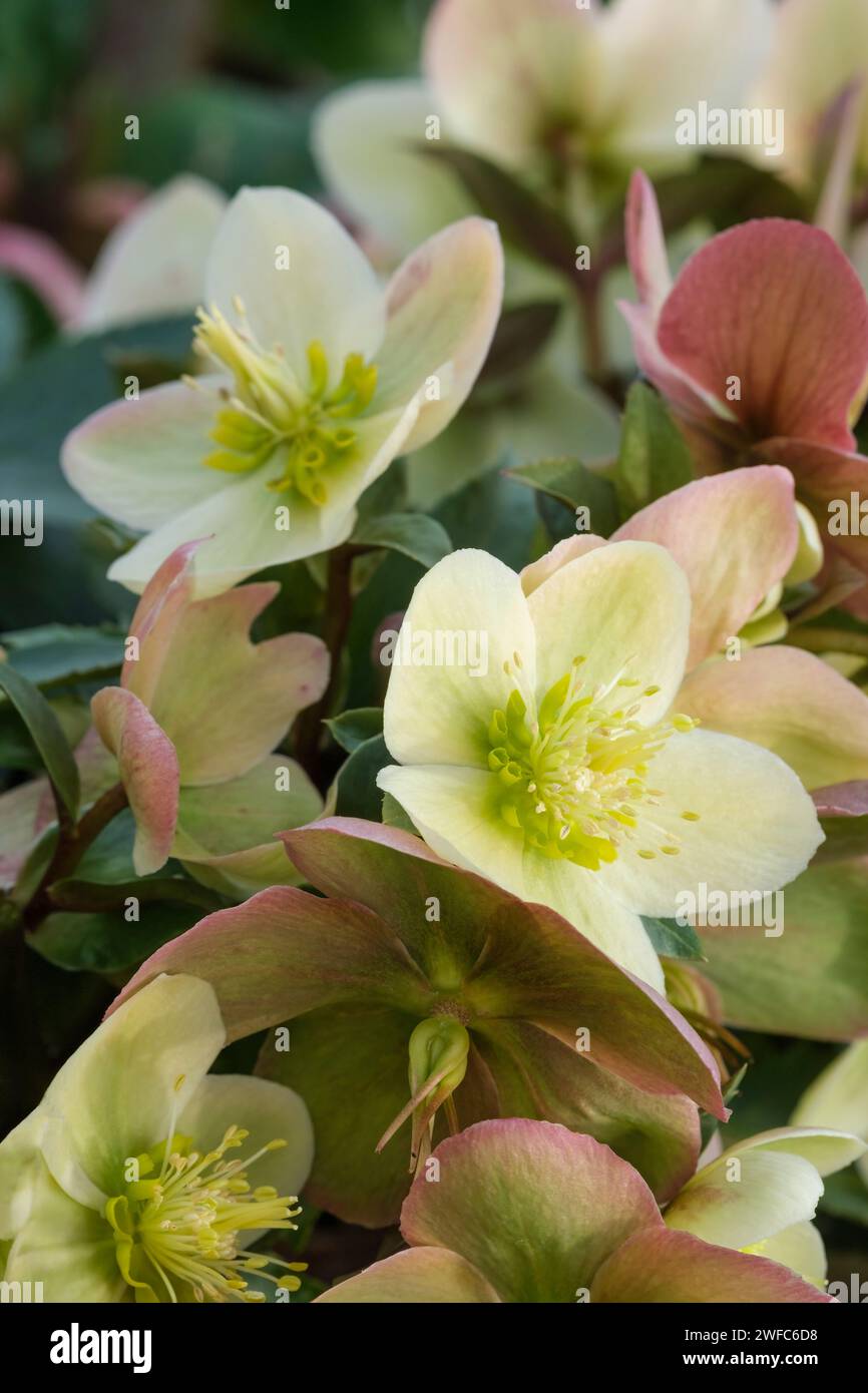 Helleborus monte cristo hi-res stock photography and images - Alamy