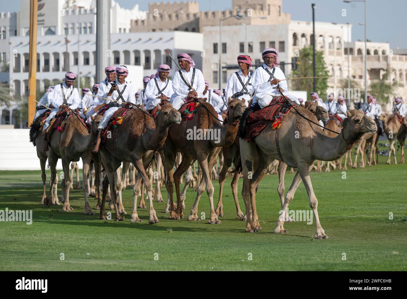 .Pic Shows Camels and riders in Doha the capital city and main ...