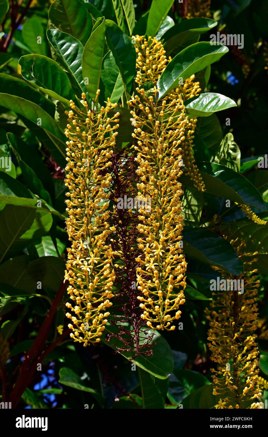 Brazil's golden chain flowers on tree (Lophantera lactescens Stock ...