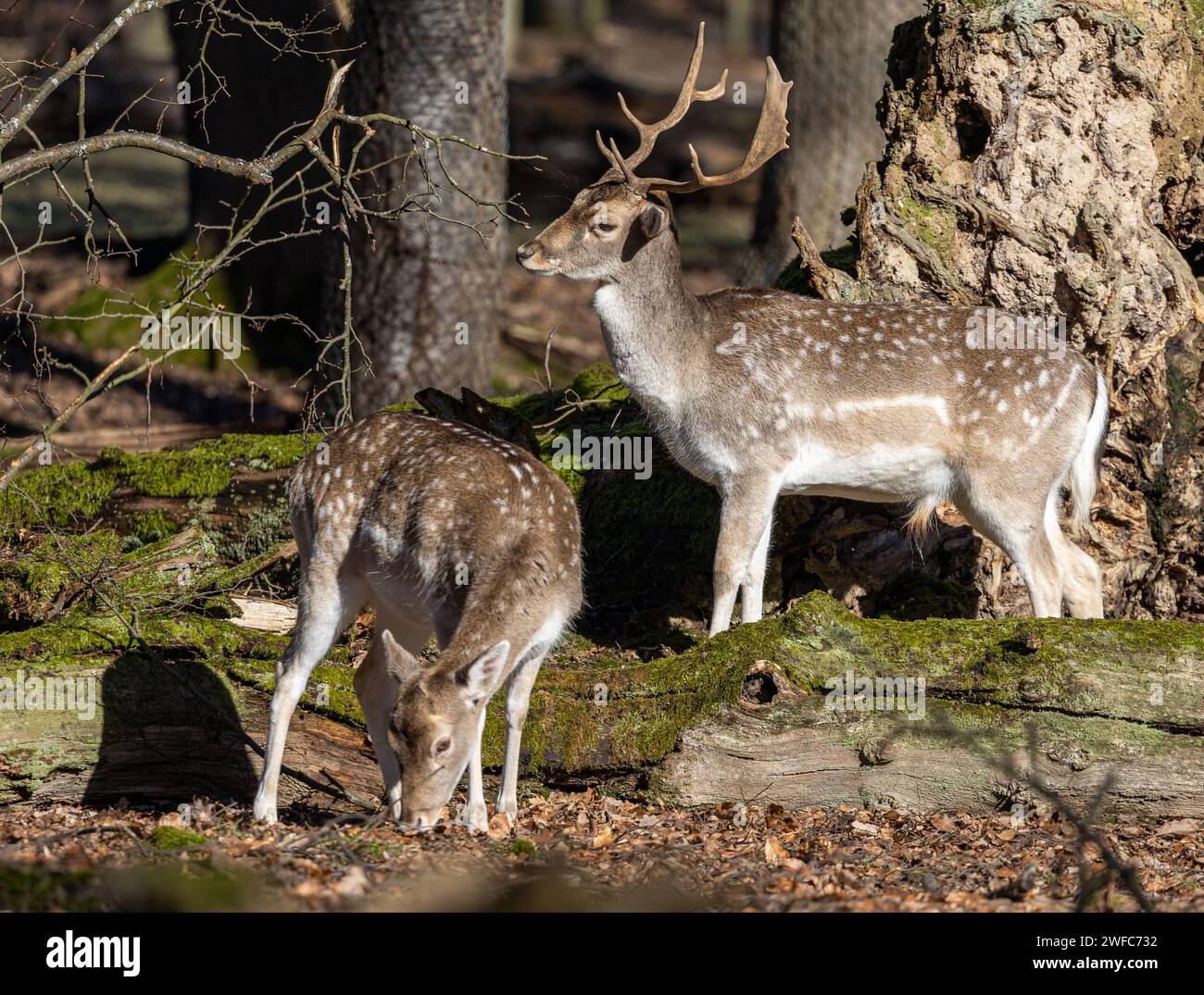 Fallow deer closeup face hi-res stock photography and images - Alamy