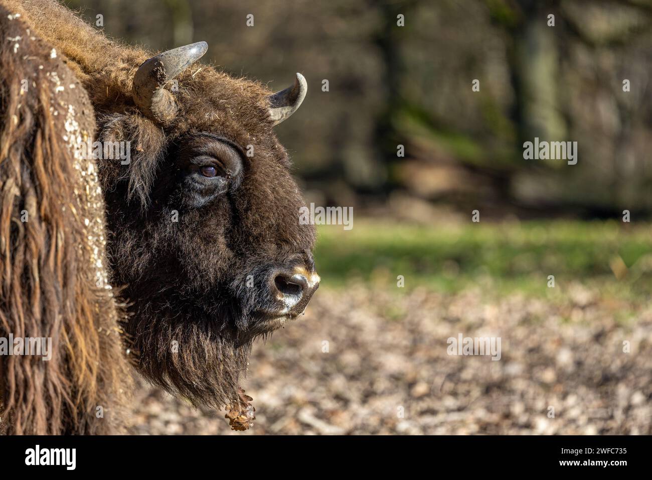 Wisent bison grass hi-res stock photography and images - Alamy