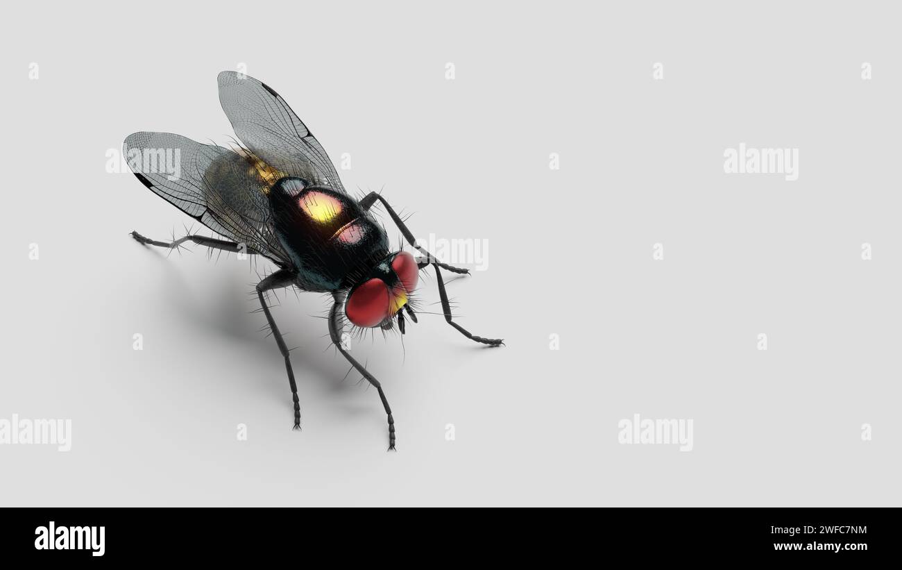 Pest fly close-up, annoying insect, blowfly on a white background. 3d ...