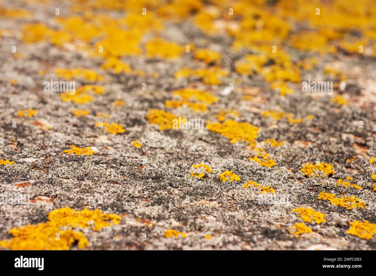 yellow dried moss on an old paint background Stock Photo - Alamy
