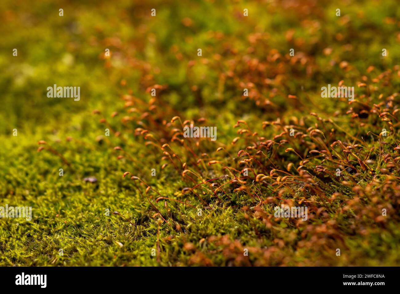 Beautiful green moss on the floor, moss closeup, macro. Beautiful ...