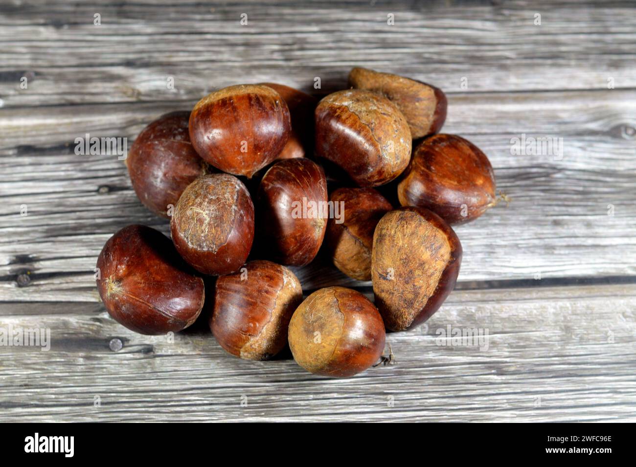 pile of chestnuts, the deciduous trees and shrubs in the genus Castanea ...
