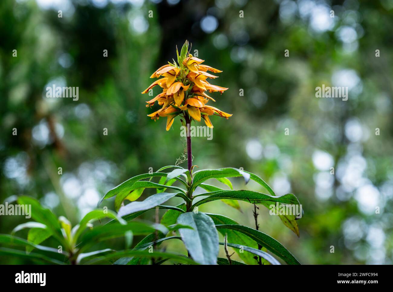 Isoplexis canariensis (canary foxglove, cresta de gallo), a Canarian ...
