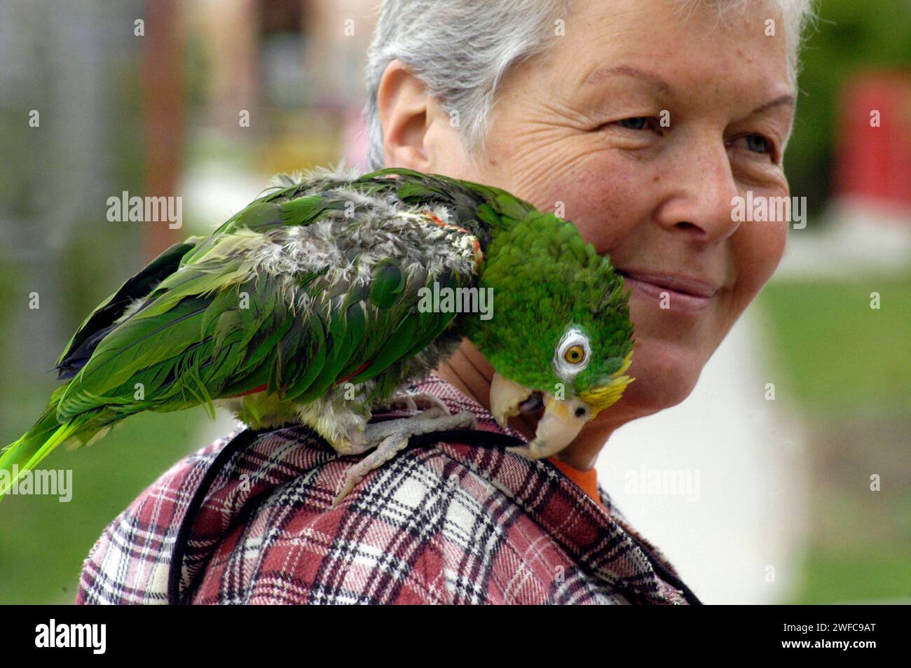 Psittacine species hi-res stock photography and images - Alamy