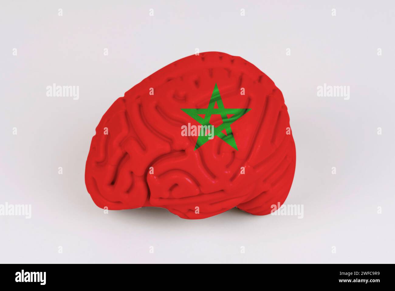 On a white background, a model of the brain with a picture of a flag - Morocco. Close-up Stock ...