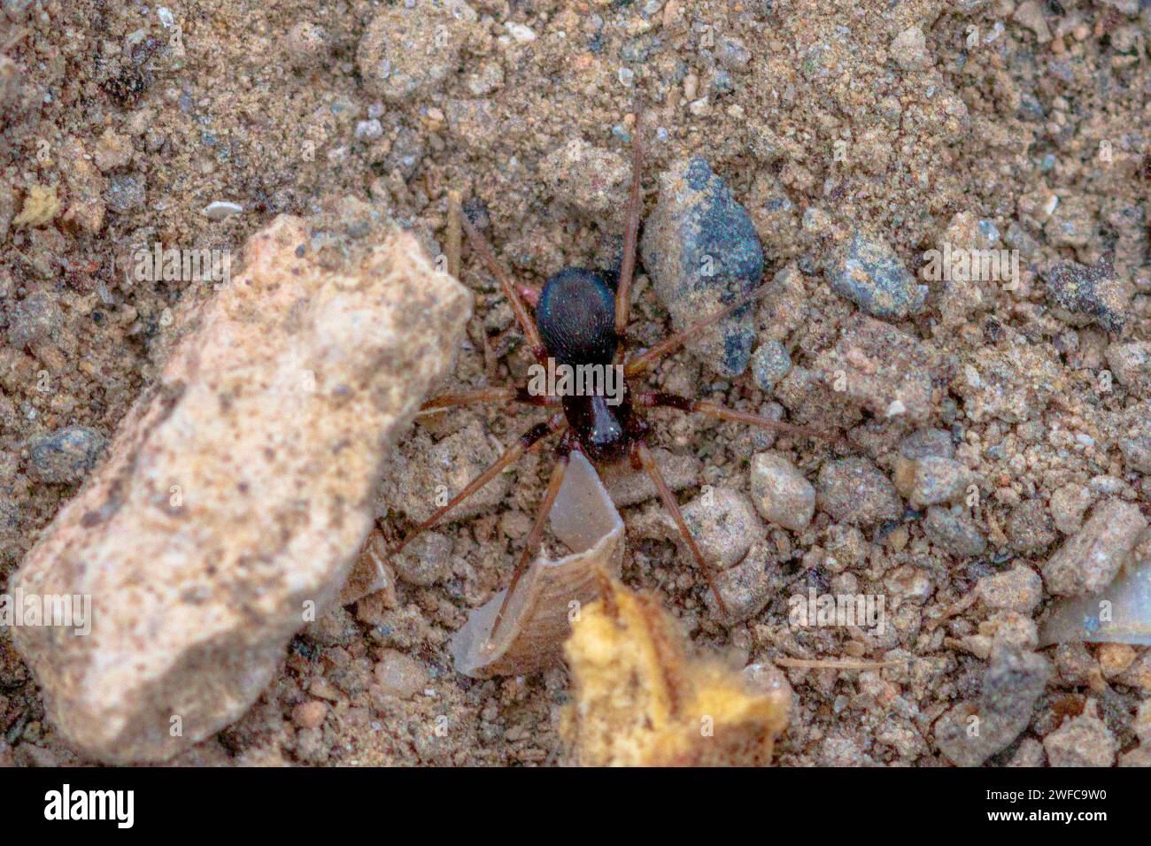 Zodariid spiders hi-res stock photography and images - Alamy
