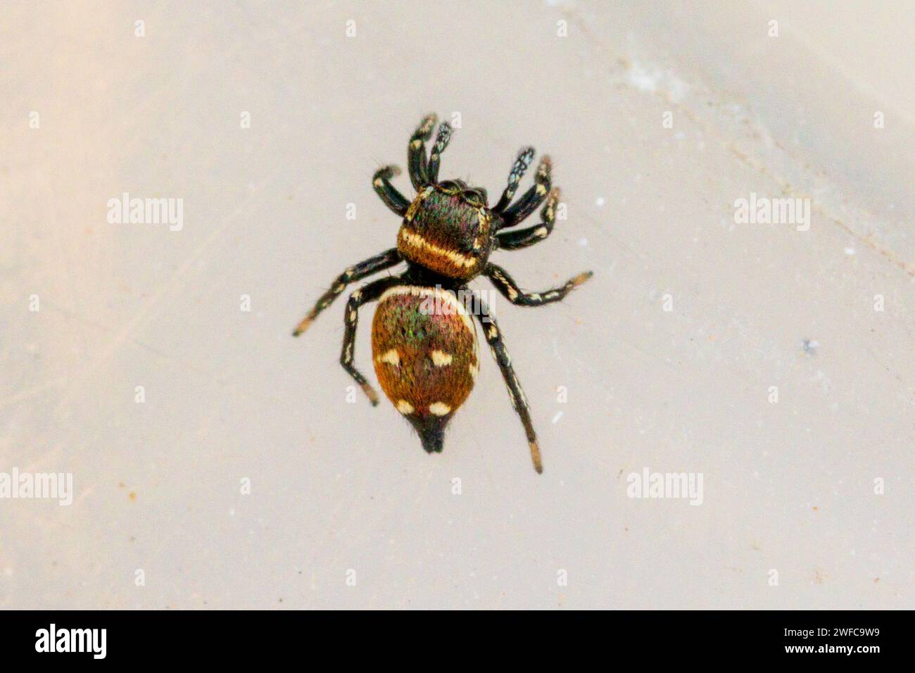 Heliophanus, Sun Jumping Spiders Stock Photo - Alamy