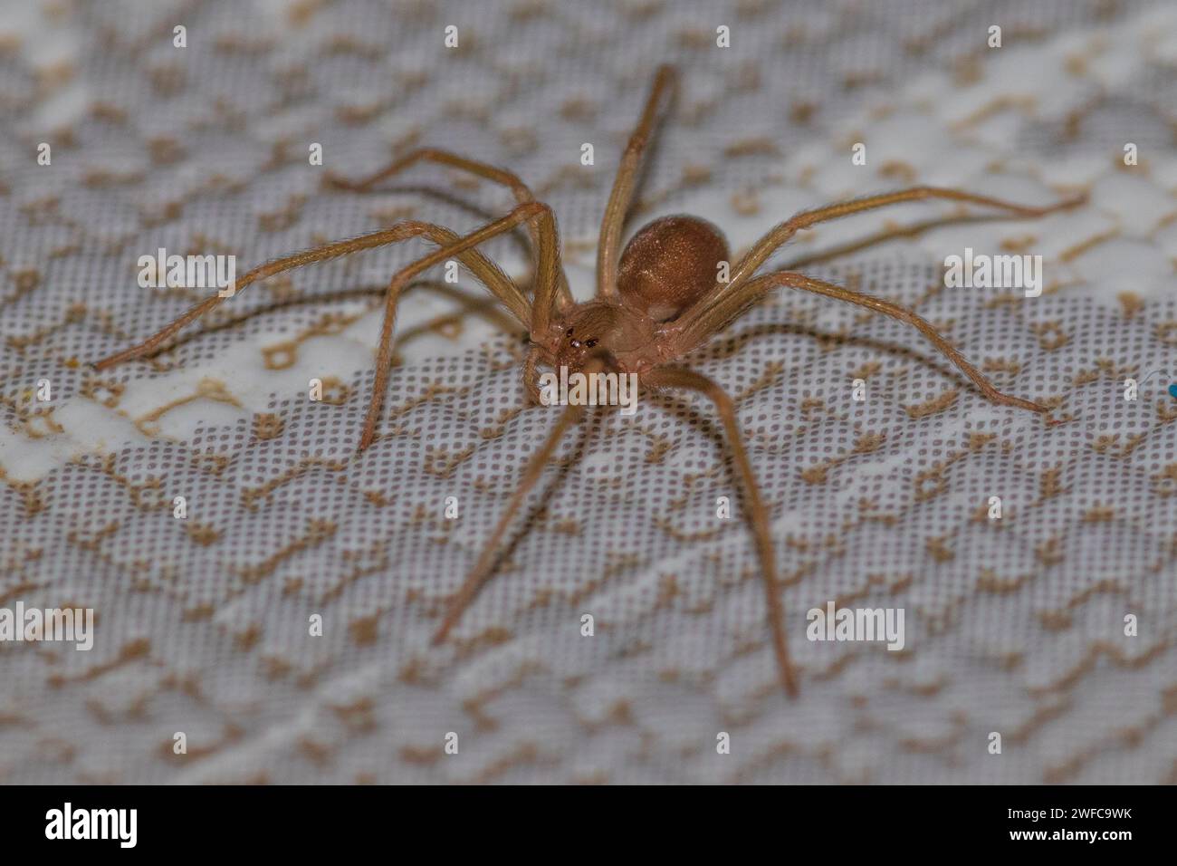 Loxosceles rufescens, Mediterranean Recluse Spider Stock Photo - Alamy