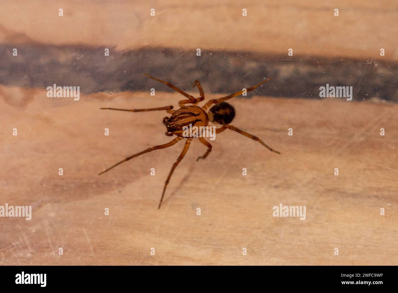 Scytodes velutina hi-res stock photography and images - Alamy