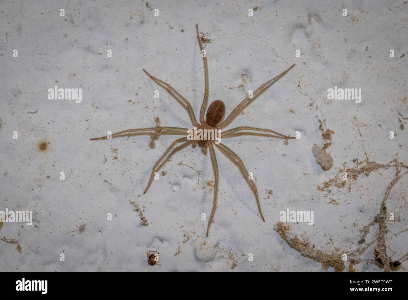 Loxosceles rufescens, Mediterranean Recluse Spider Stock Photo - Alamy
