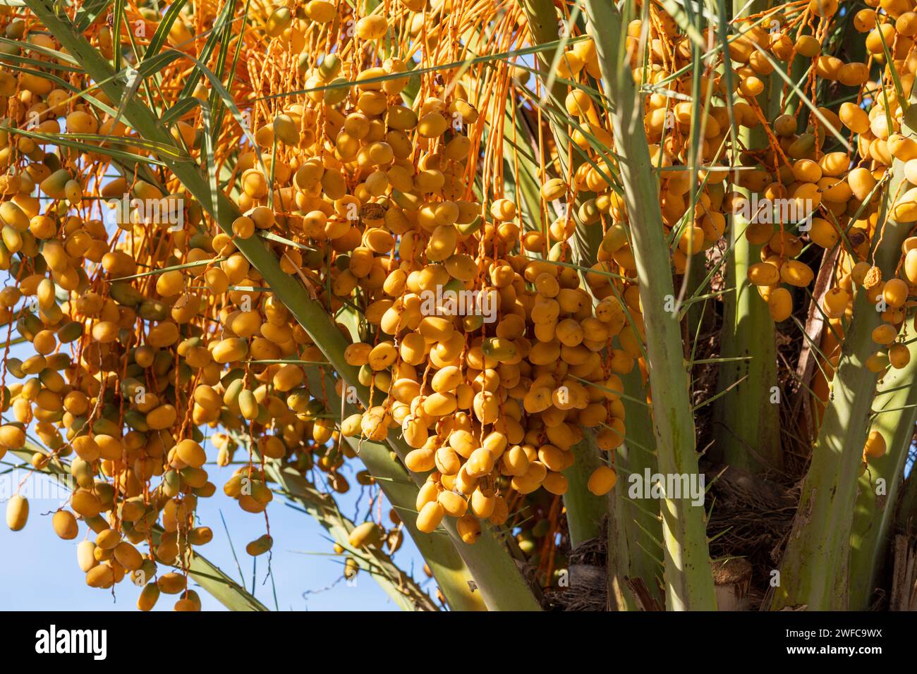 Phoenix dactylifera, Date palm Fruit Stock Photo - Alamy